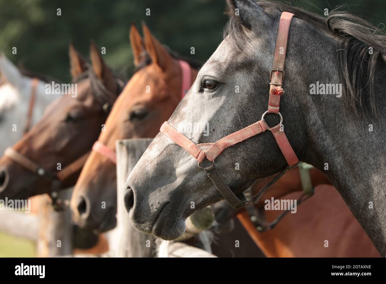 Nature mare hi-res stock photography and images - Alamy