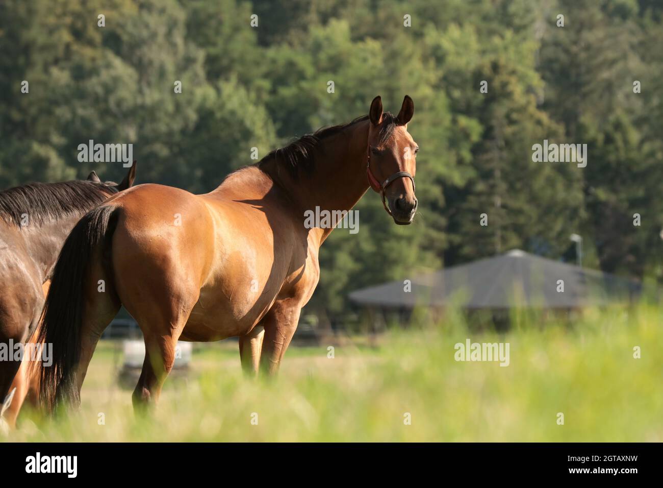 Nature mare hi-res stock photography and images - Alamy