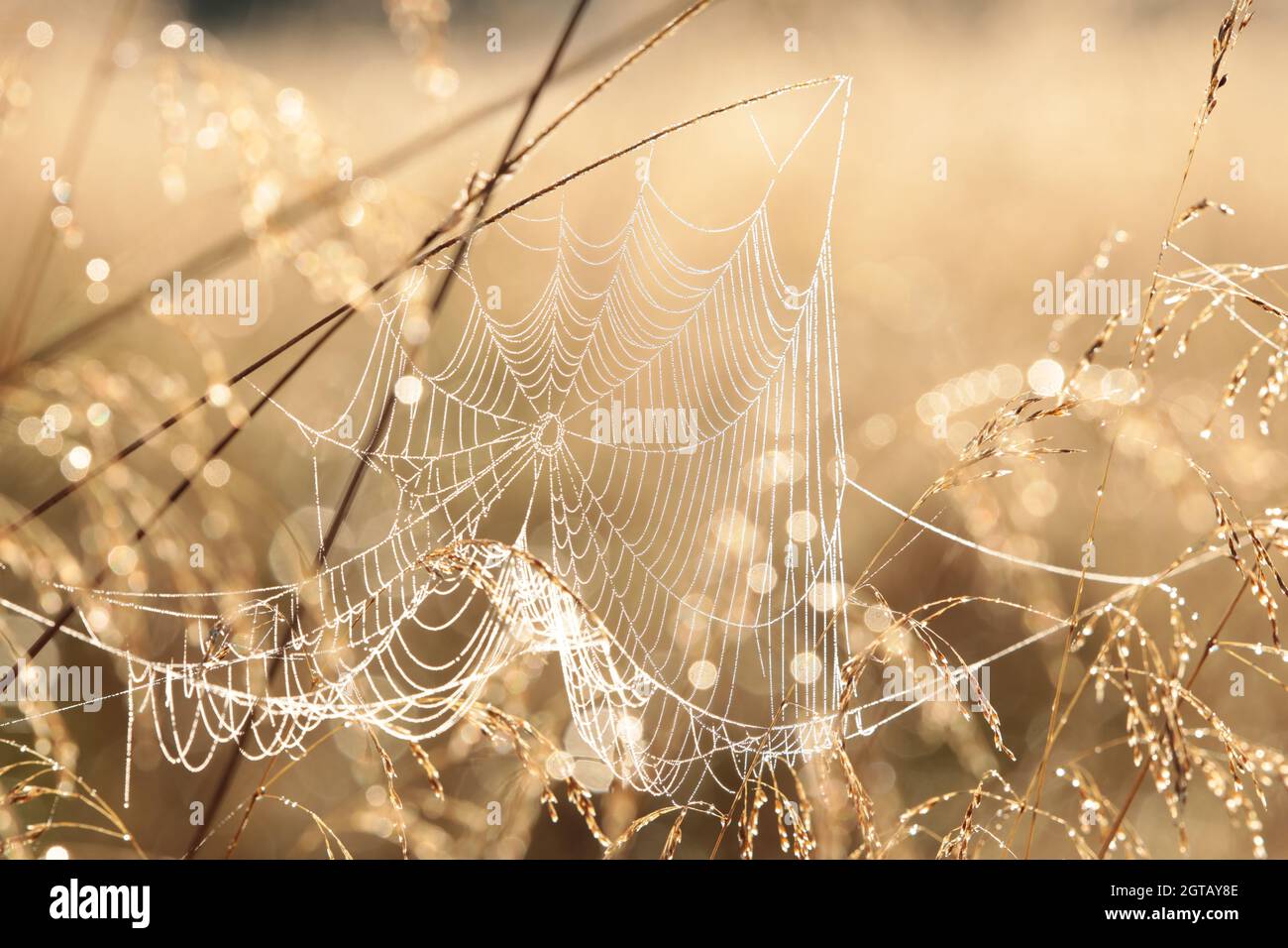 Spider web field hi-res stock photography and images - Alamy