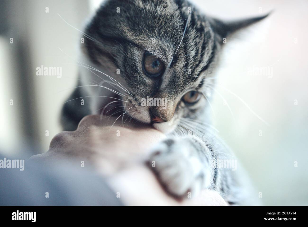 Cat biting human hi-res stock photography and images - Alamy
