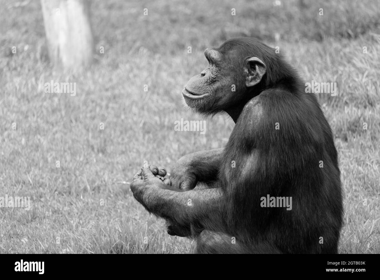 Monkey side view Black and White Stock Photos & Images - Alamy