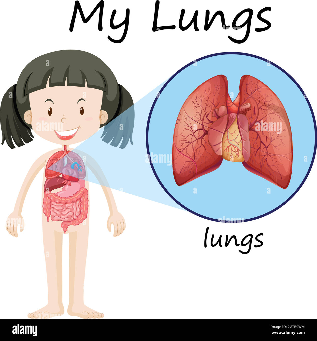 Girl and lungs on diagram Stock Vector Image & Art - Alamy