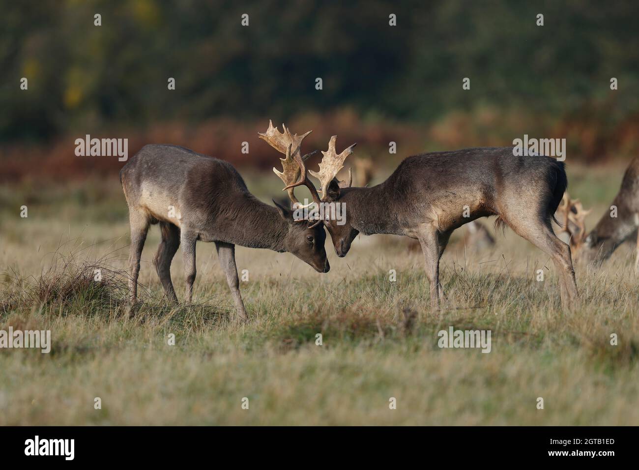 Two deer conflict hi-res stock photography and images - Alamy
