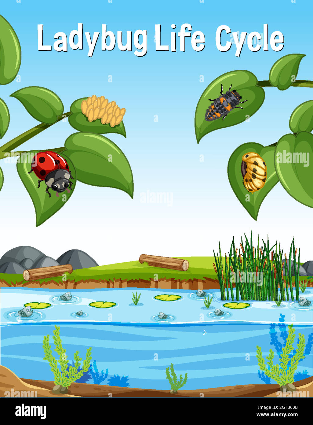 Ladybug Life Cycle font in swamp scene Stock Vector Image & Art - Alamy
