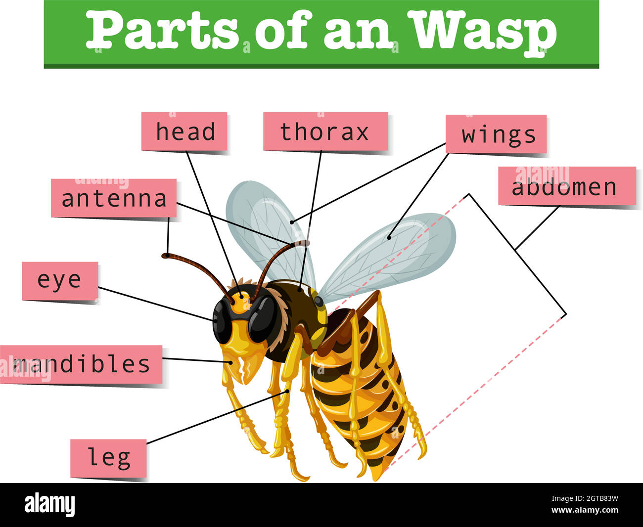 Anatomy of wasp with words Stock Vector Image & Art - Alamy