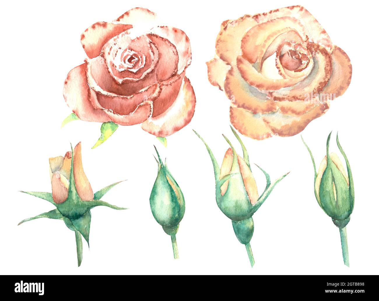 Peach roses, open and closed flowers isolated on a white background ...