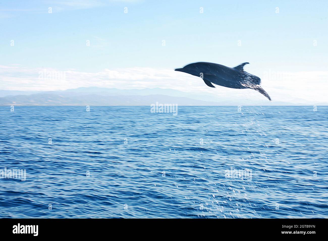 Dolphin in the air hi-res stock photography and images - Alamy