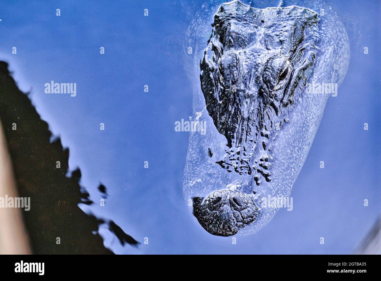 Icicle melting animals hi-res stock photography and images - Alamy