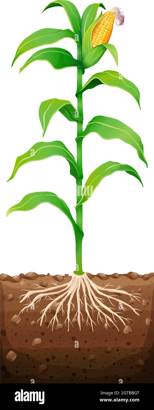 Fresh corn with roots underground Stock Vector Image & Art - Alamy