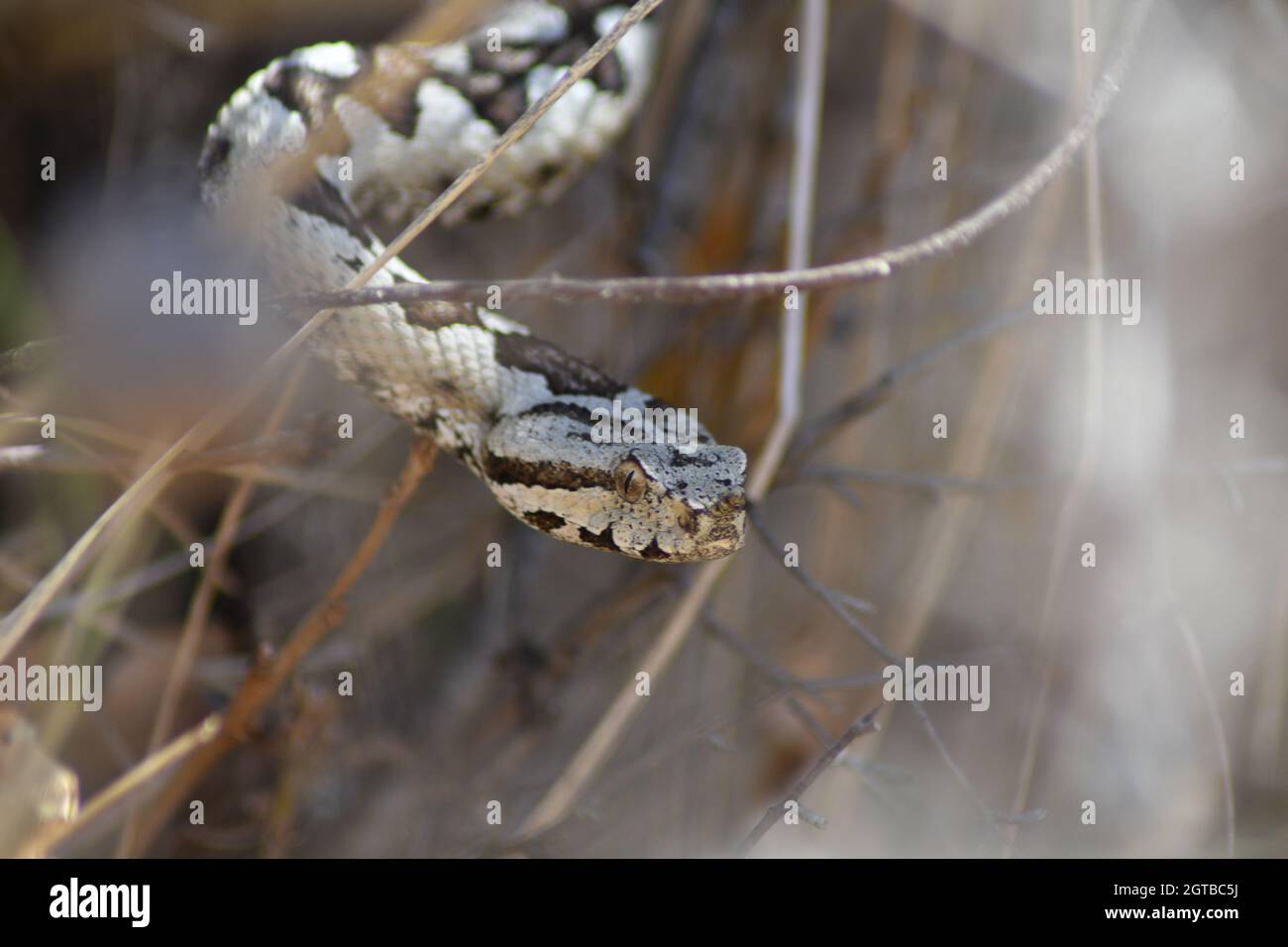 Poskok /Nose horned viper/ Vipera ammodytes in natural habitat in NP ...
