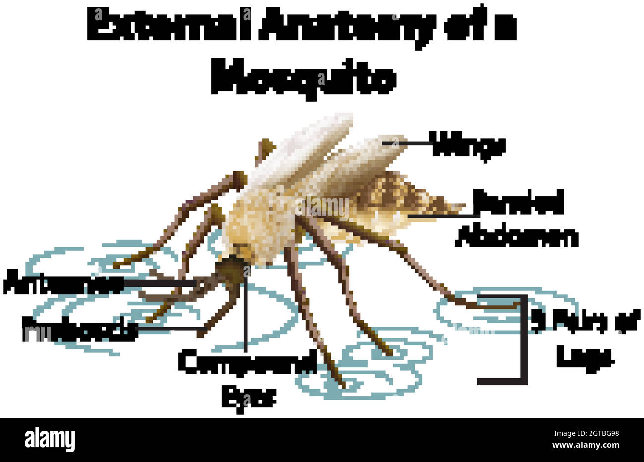 External Anatomy of a Mosquito on white background Stock Vector Image ...