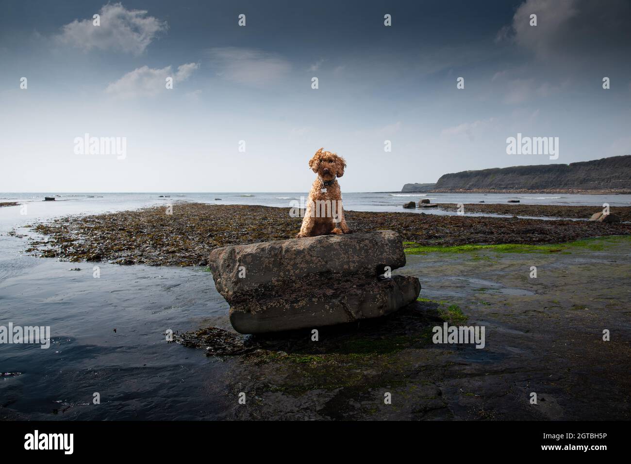 Ginger cockapoo puppy hi-res stock photography and images - Alamy