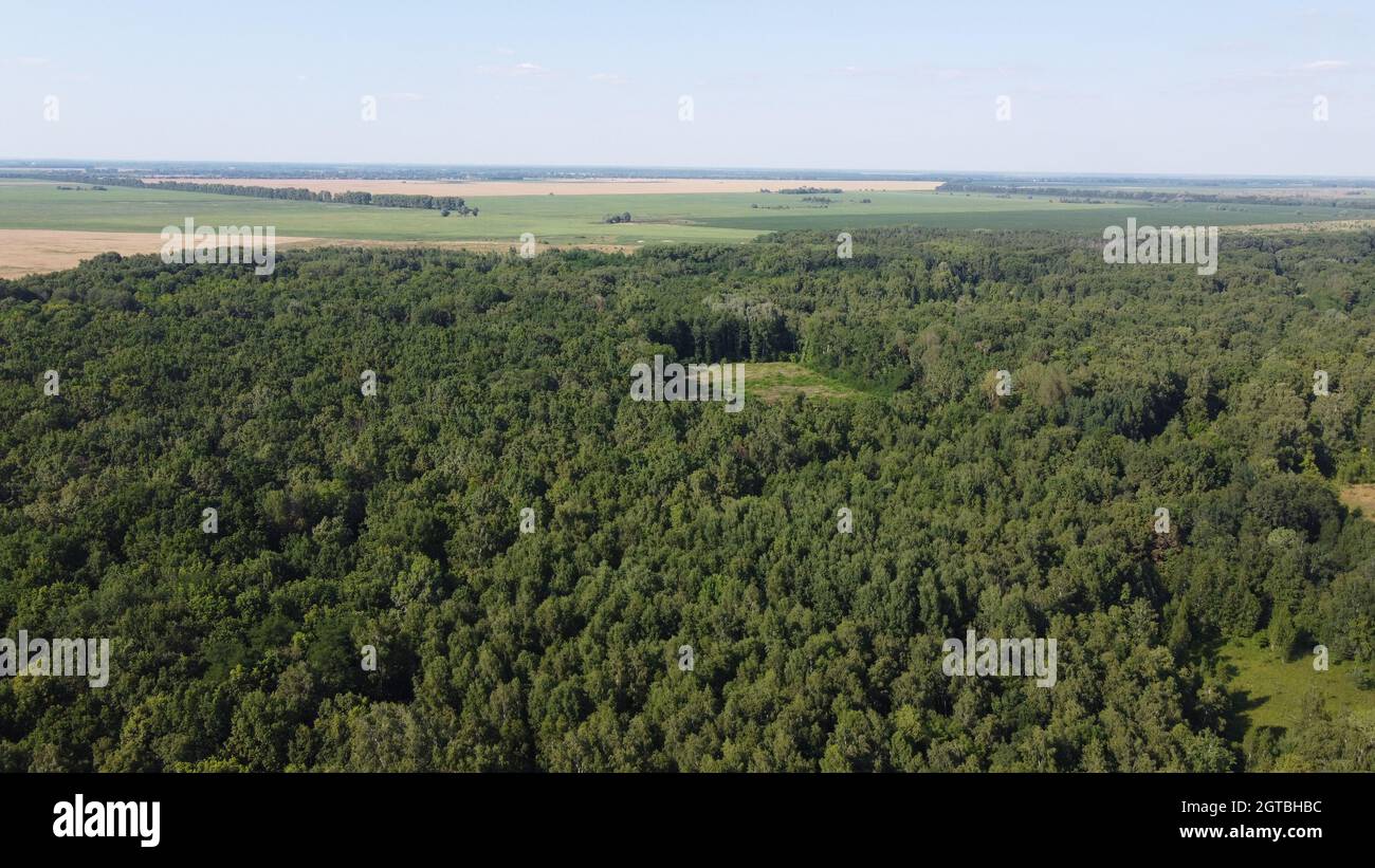 Dense green forest under blue sky, sunny summer weather. Scenery Stock ...