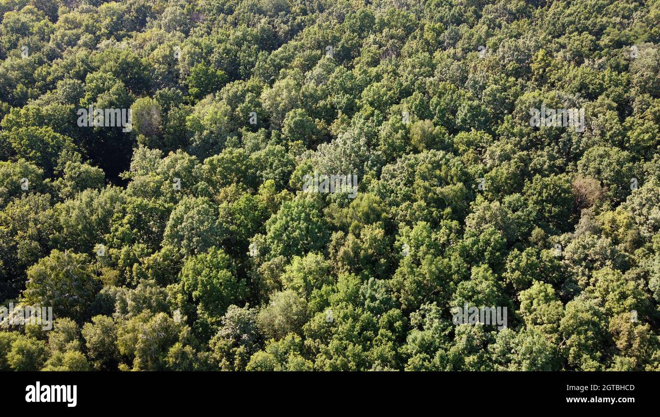Beautiful dense forest, top view. The tops of a variety of trees Stock Photo - Alamy