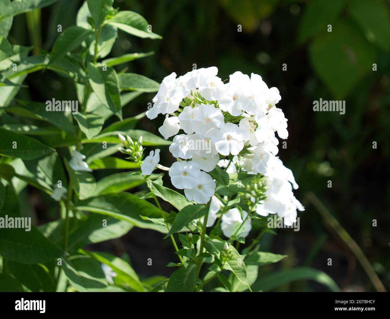 There are many white phlox flowers on the stem of the plant ...