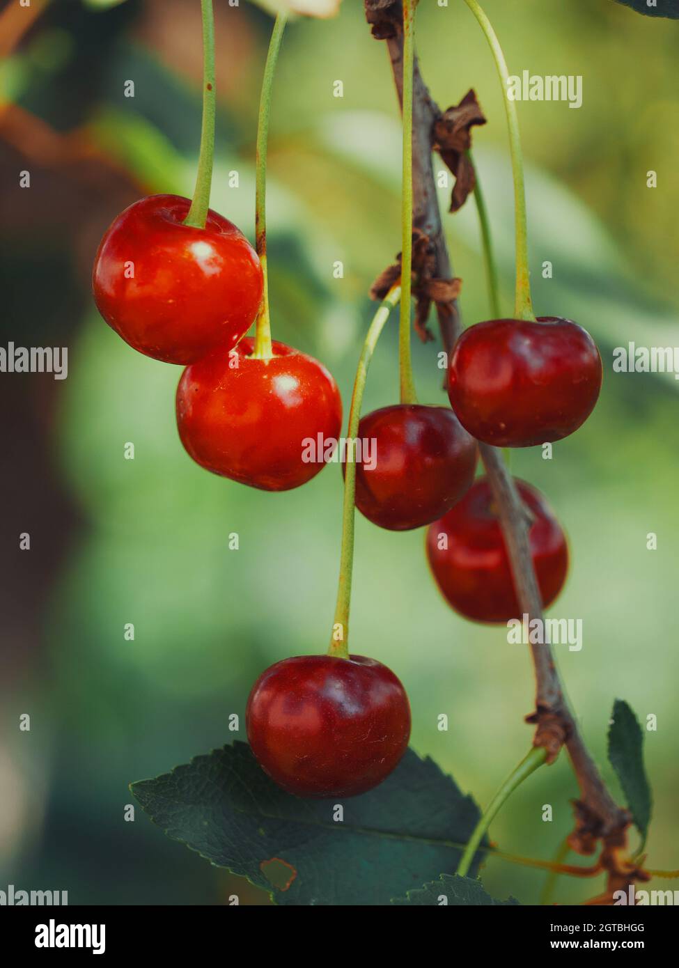 A few ripe cherries on a branch, close-up Stock Photo - Alamy