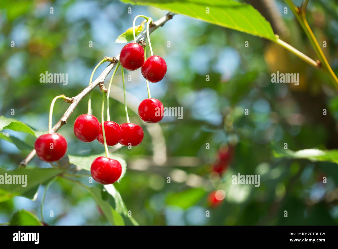 Ripe red cherries on a tree branch, a close-up shot Stock Photo - Alamy