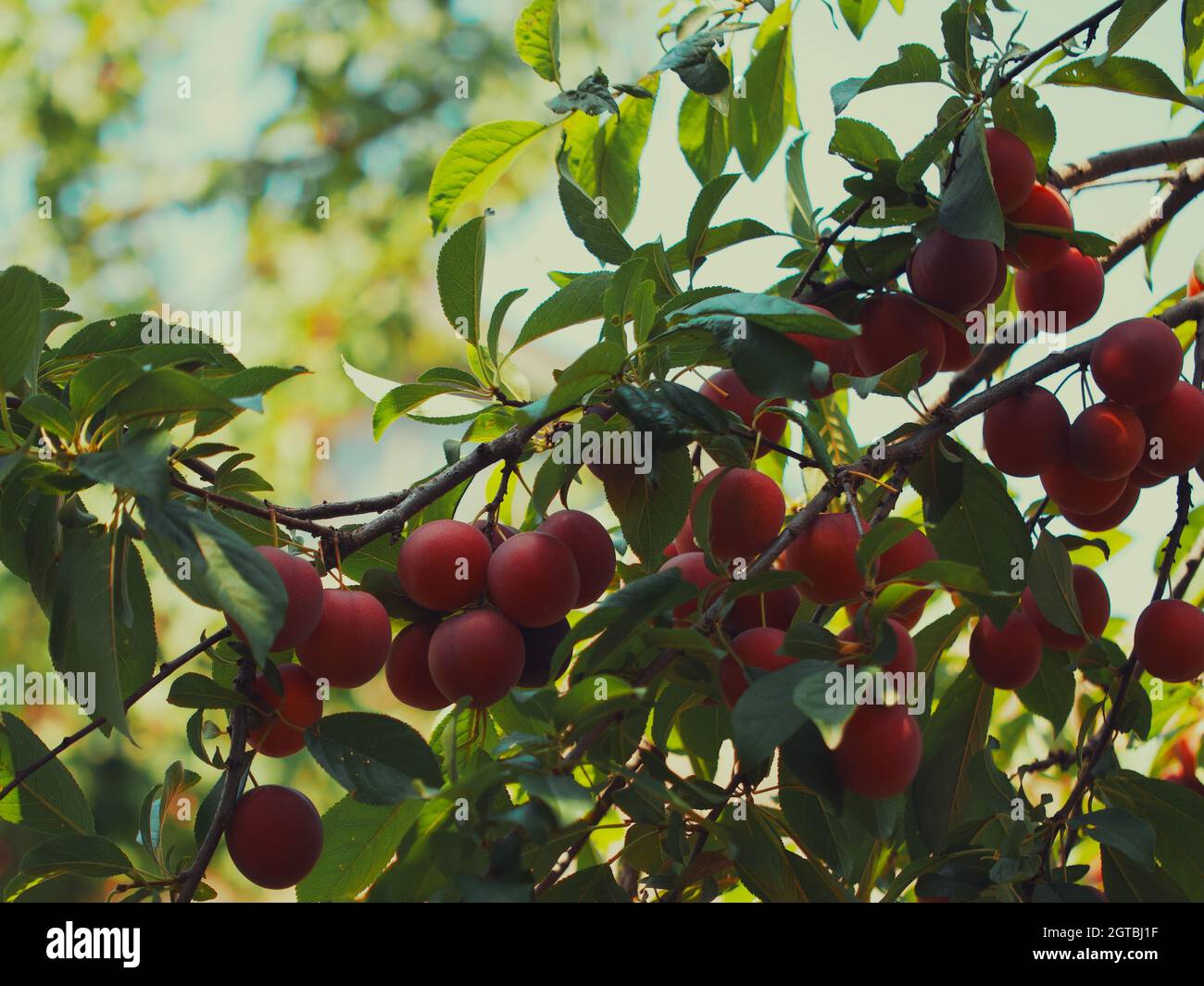 Sweet cherry tree ripe berries hi-res stock photography and images - Alamy