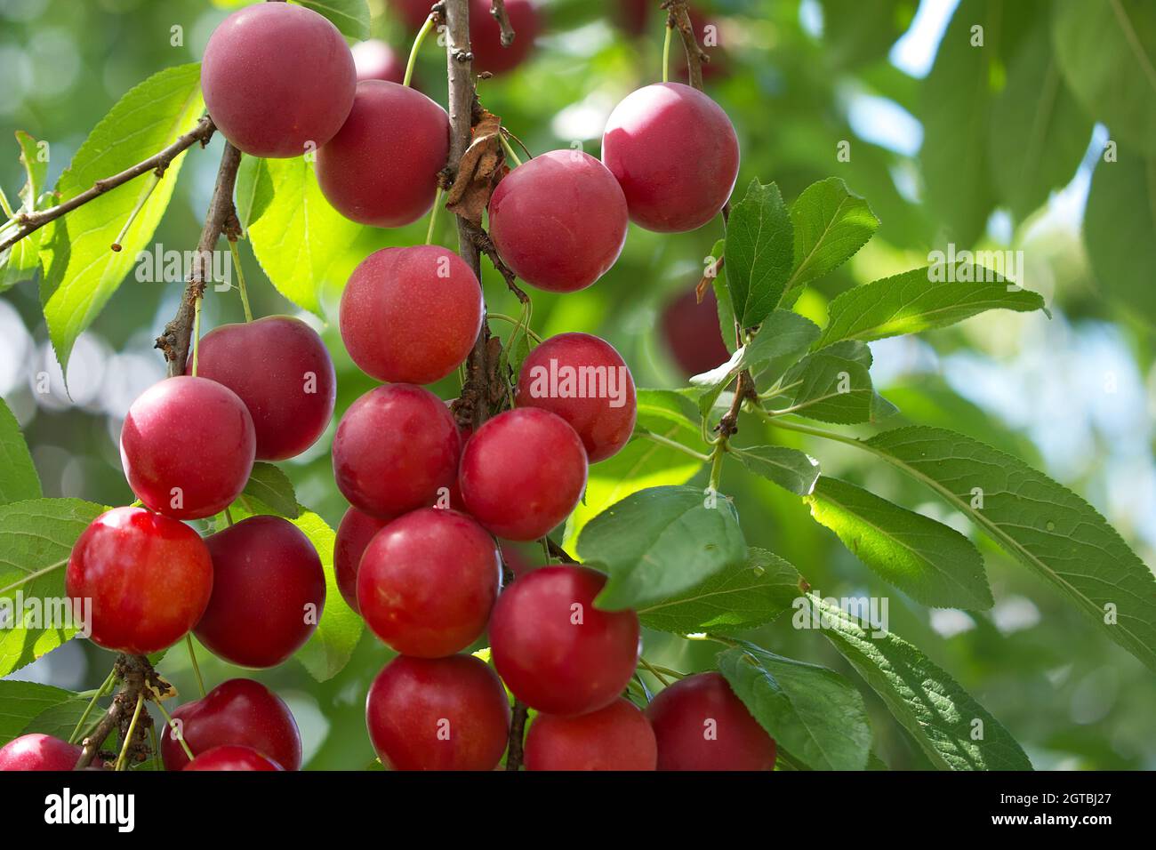 A lot of ripe red cherry plums on a tree branch. A good harvest of ...