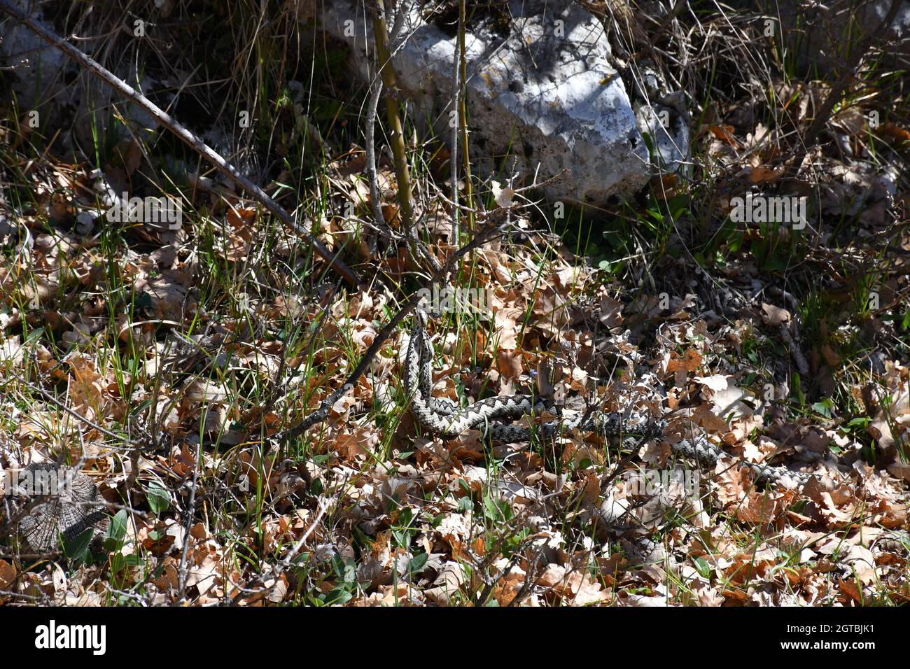Poskok (Vipera ammodytes) Two horned viper in natural habitat in the ...