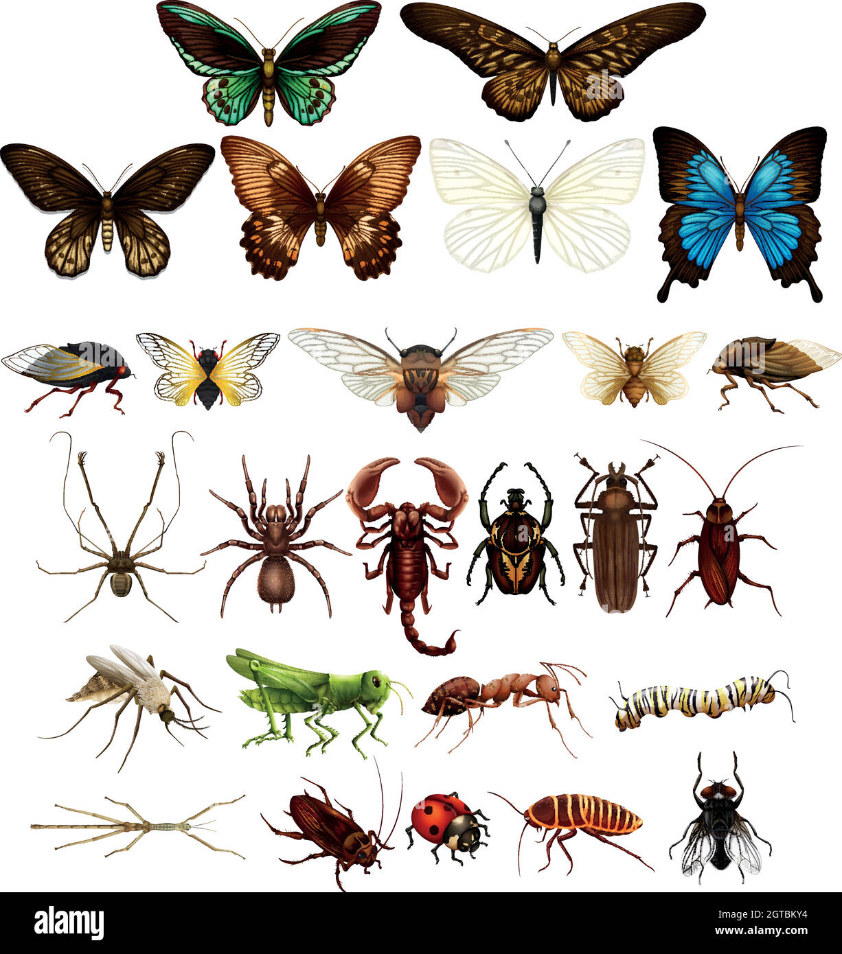 Wild insects in various types Stock Vector Image & Art - Alamy