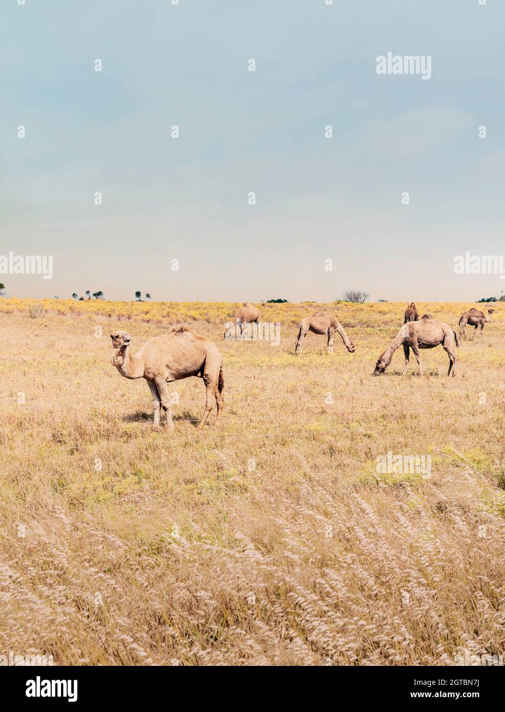 Australia camels wild hi-res stock photography and images - Alamy