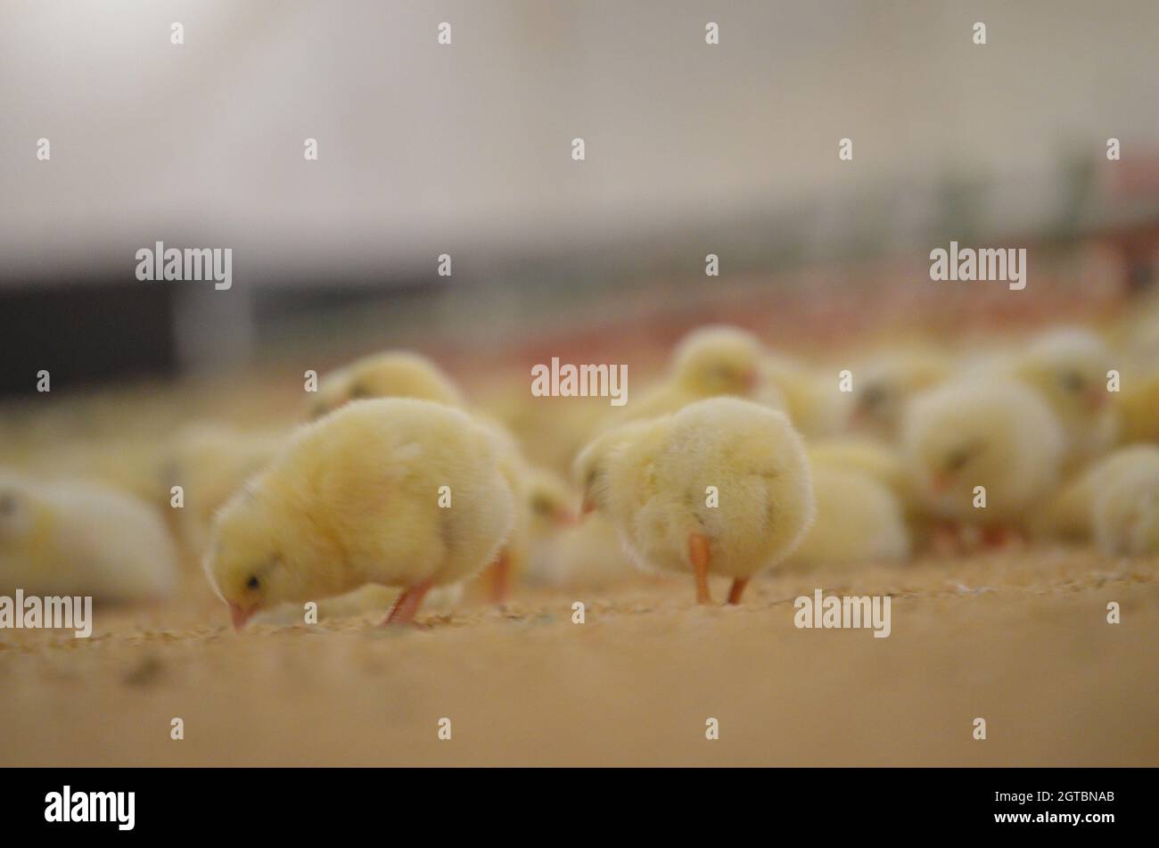Broiler Life High Resolution Stock Photography and Images - Alamy