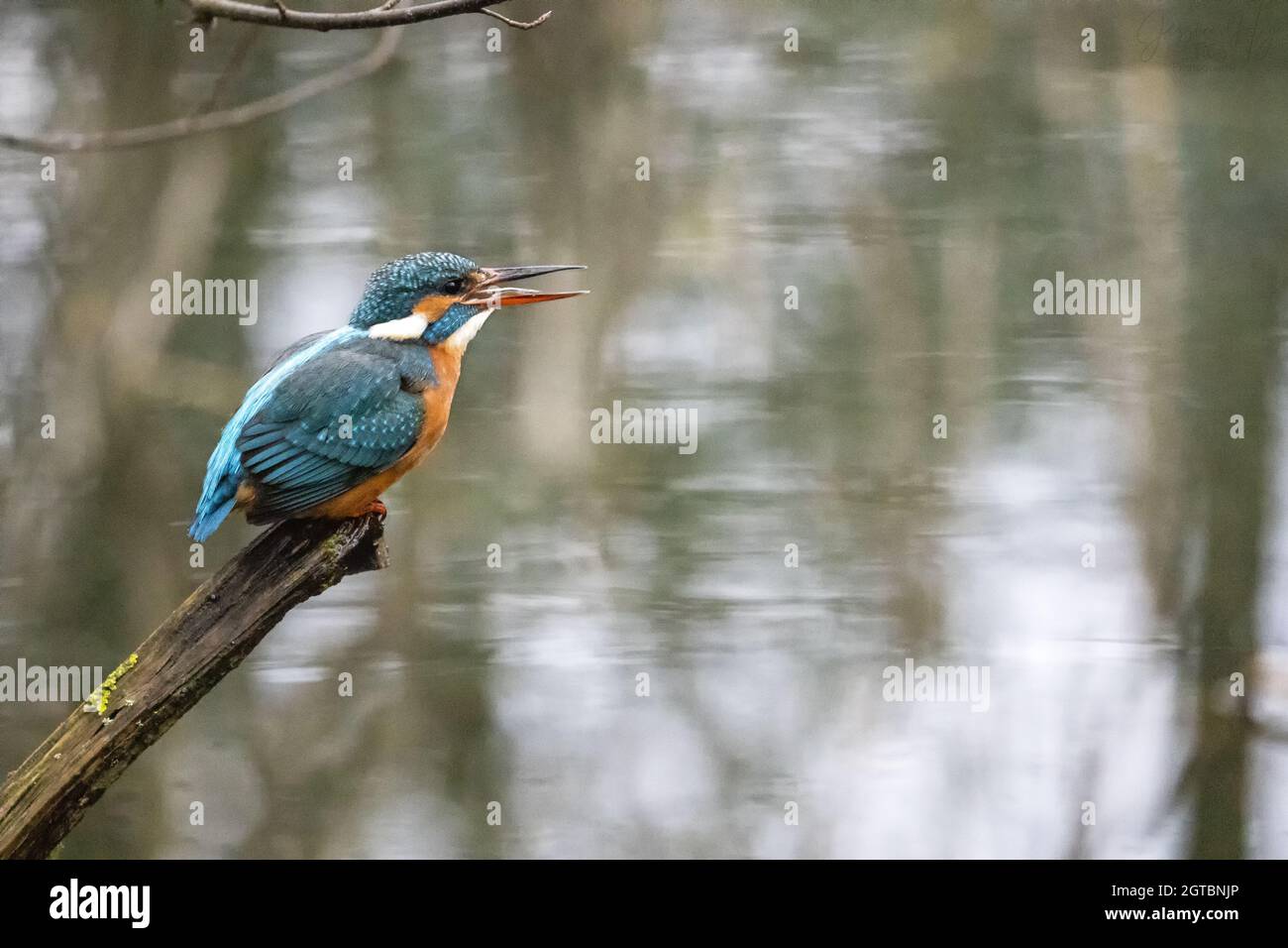 Swallowing a fish bird hi-res stock photography and images - Alamy