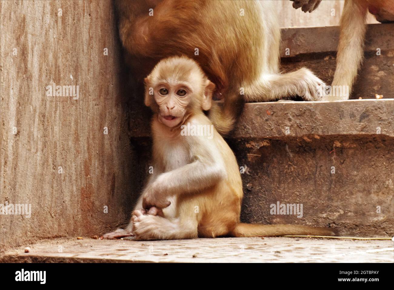 Gorilla temple hi-res stock photography and images - Alamy