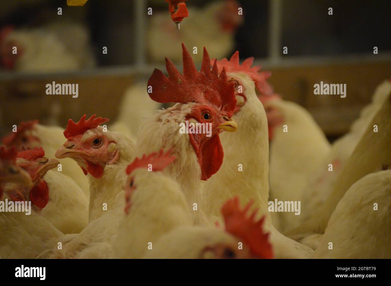 Breeder broiler hi-res stock photography and images - Alamy