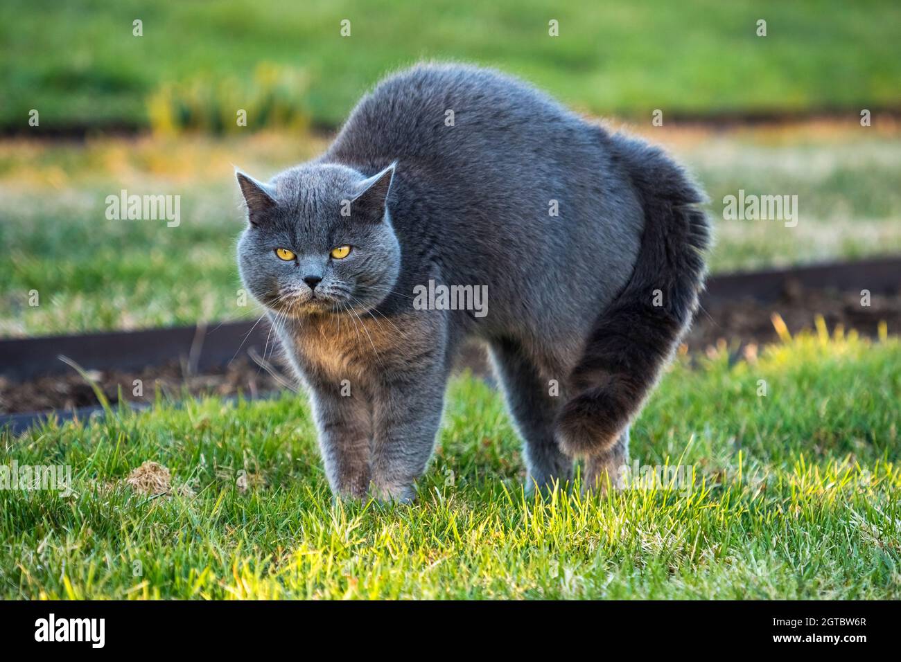 Gloomy cat hi-res stock photography and images - Alamy