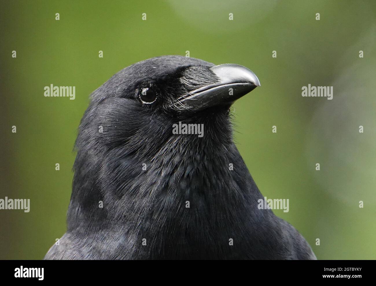 Fierce looking bird hi-res stock photography and images - Alamy