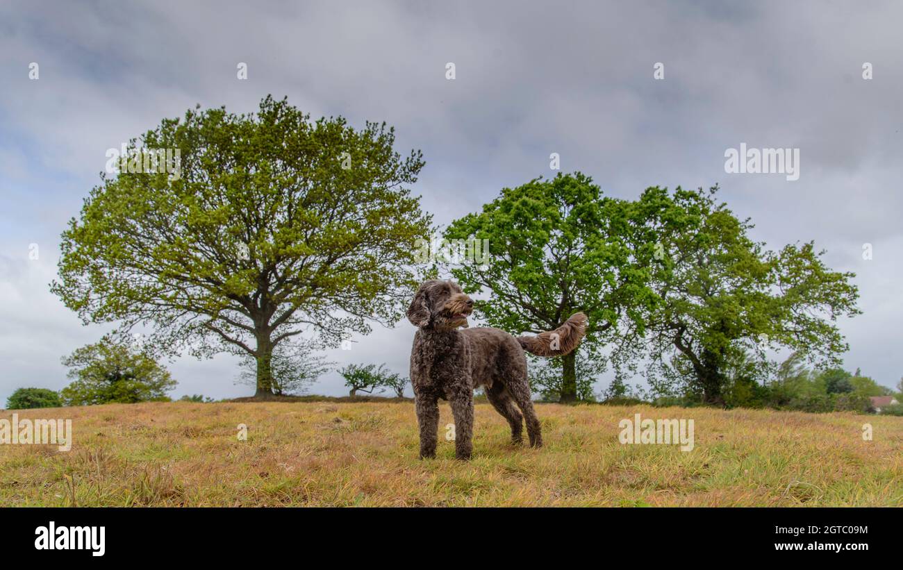 Northampton trees dog hi-res stock photography and images - Alamy