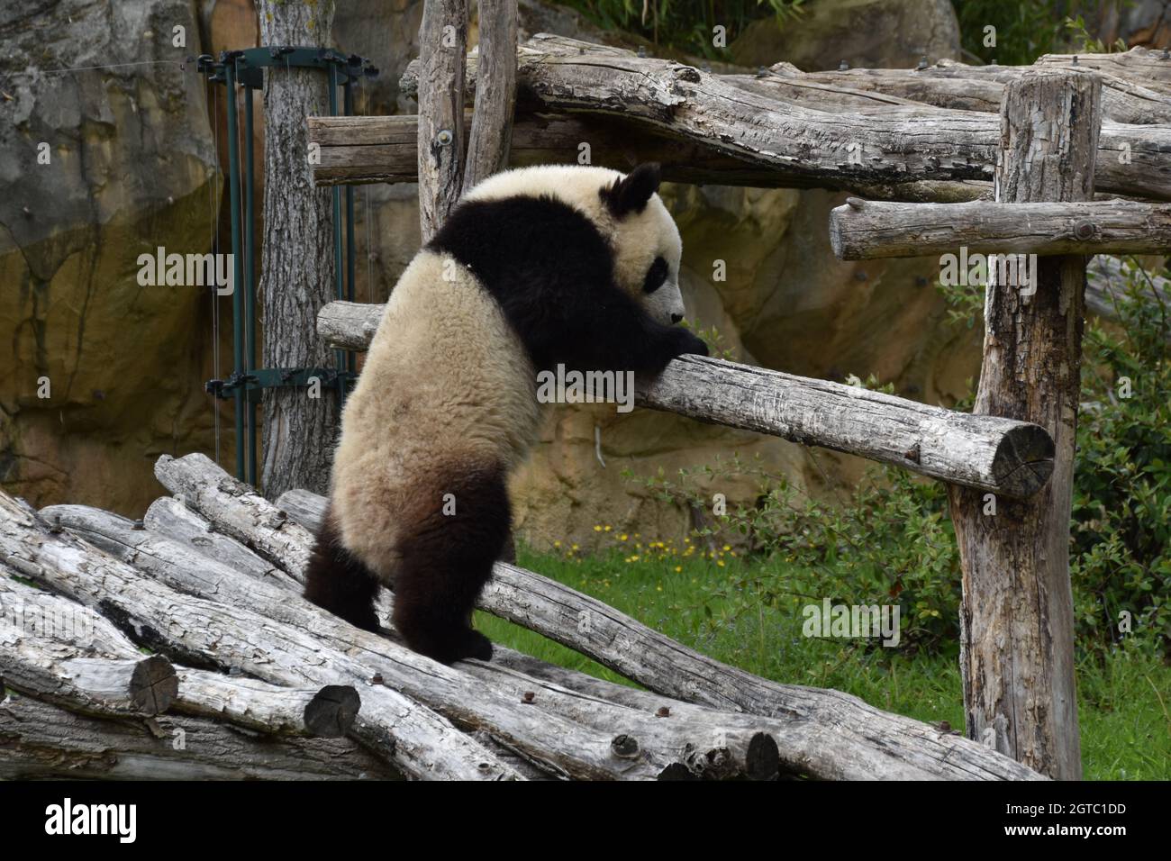 Giant panda zoo europe hi-res stock photography and images - Alamy
