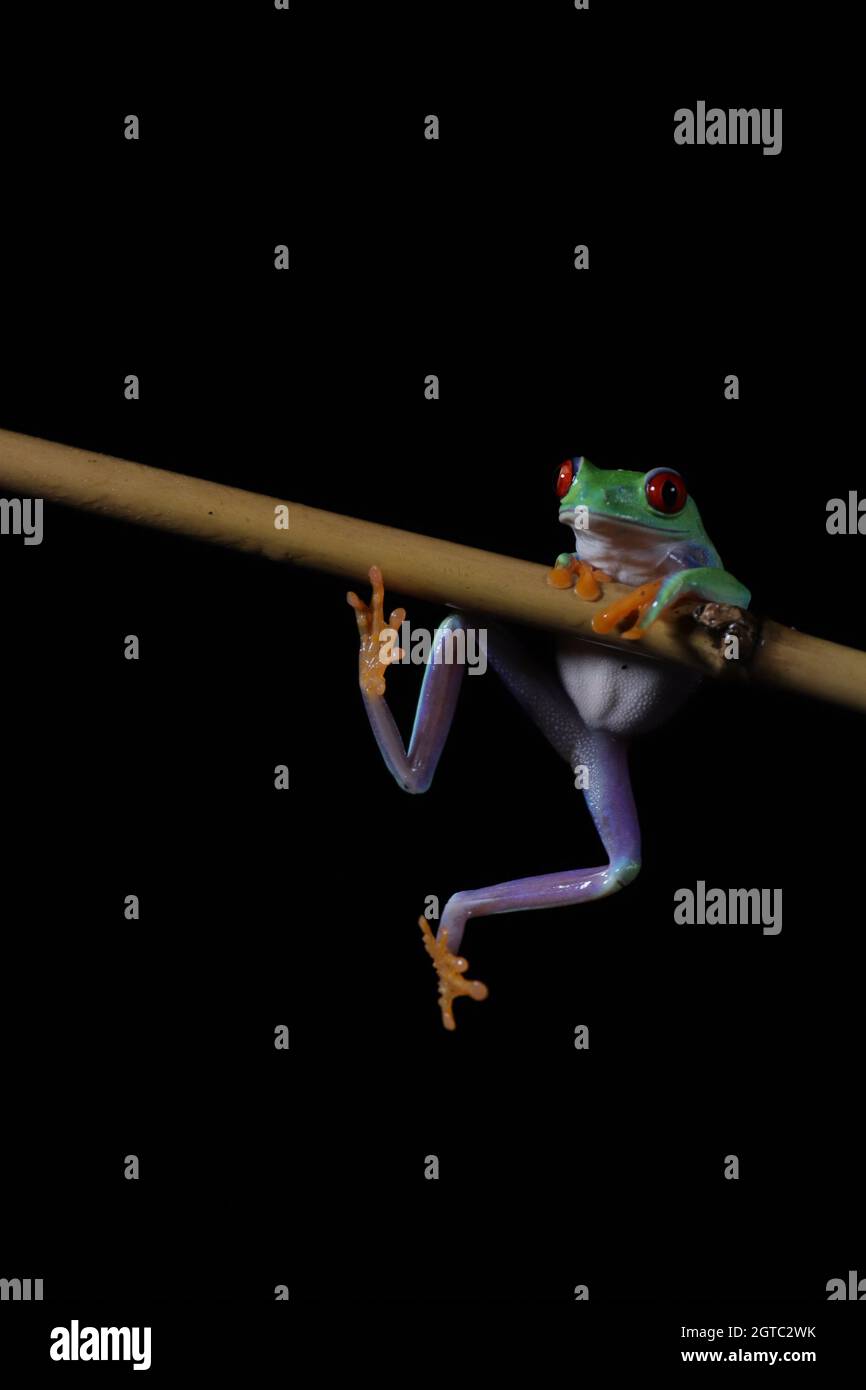 South american tree frog hi-res stock photography and images - Alamy