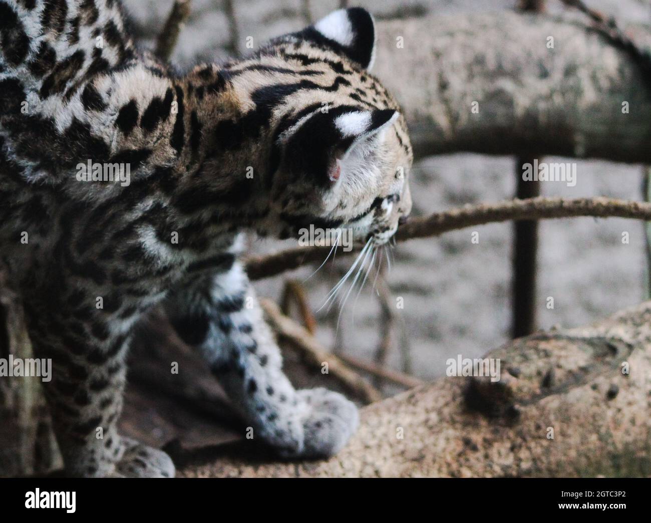 Baby ocelot wild hi-res stock photography and images - Alamy