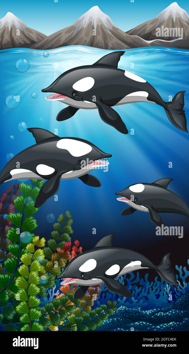 Killer whales swimming under the sea Stock Vector Image & Art - Alamy