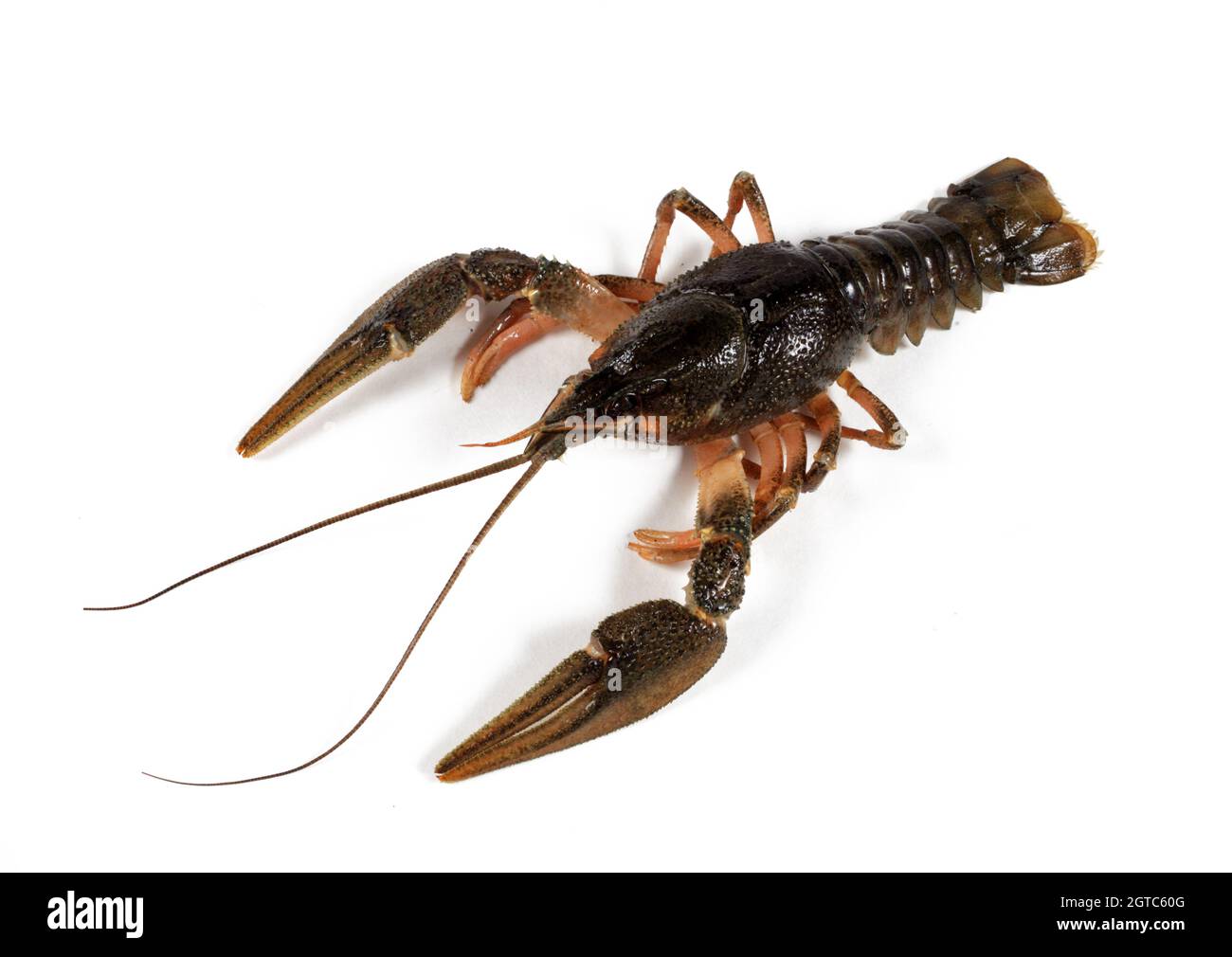 River raw crayfish isolated closeup hi-res stock photography and images ...