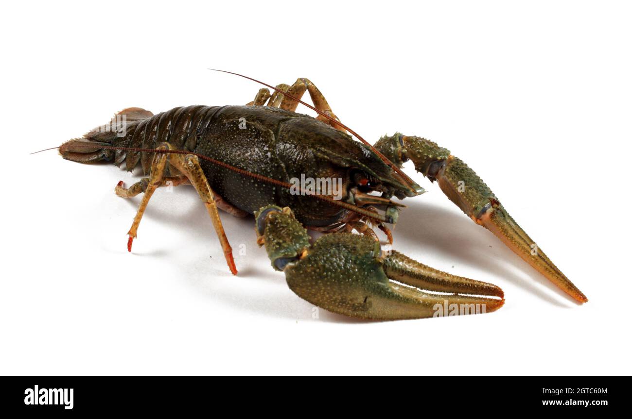 Crayfish isolated on white background, close-up Stock Photo - Alamy