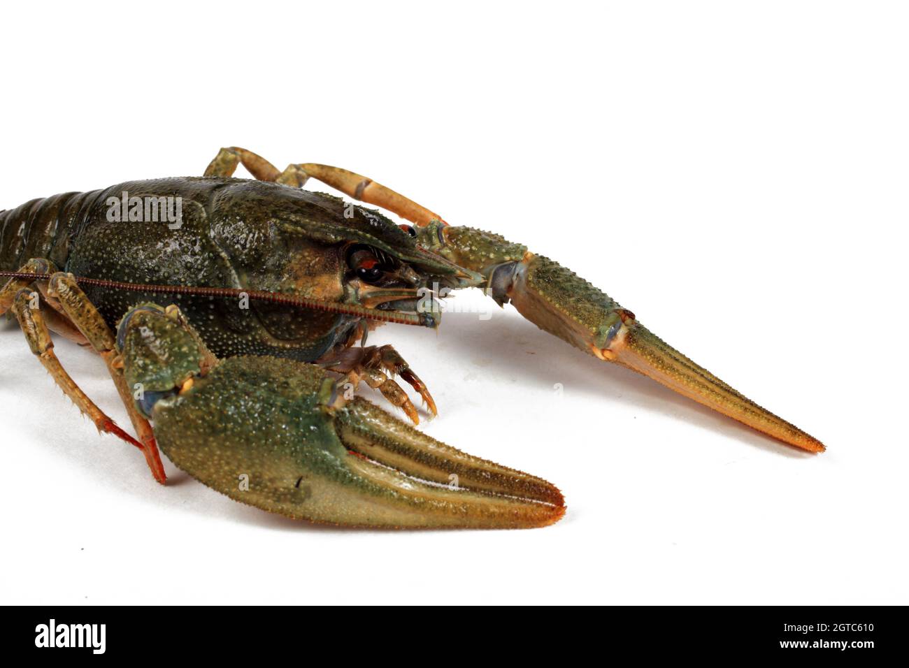 River raw crayfish isolated closeup hi-res stock photography and images ...