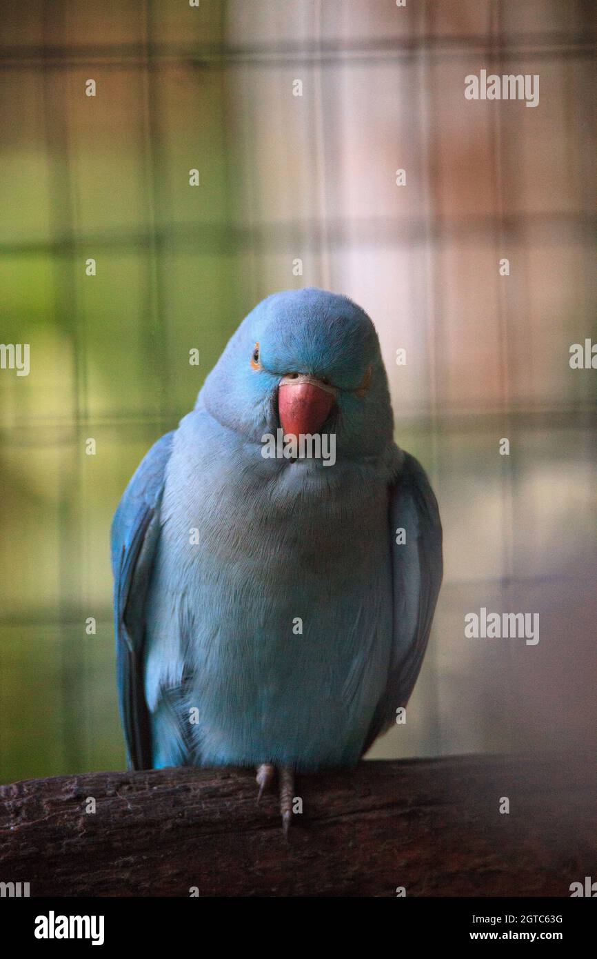 Indian Ringneck Parrot High Resolution Stock Photography and Images - Alamy