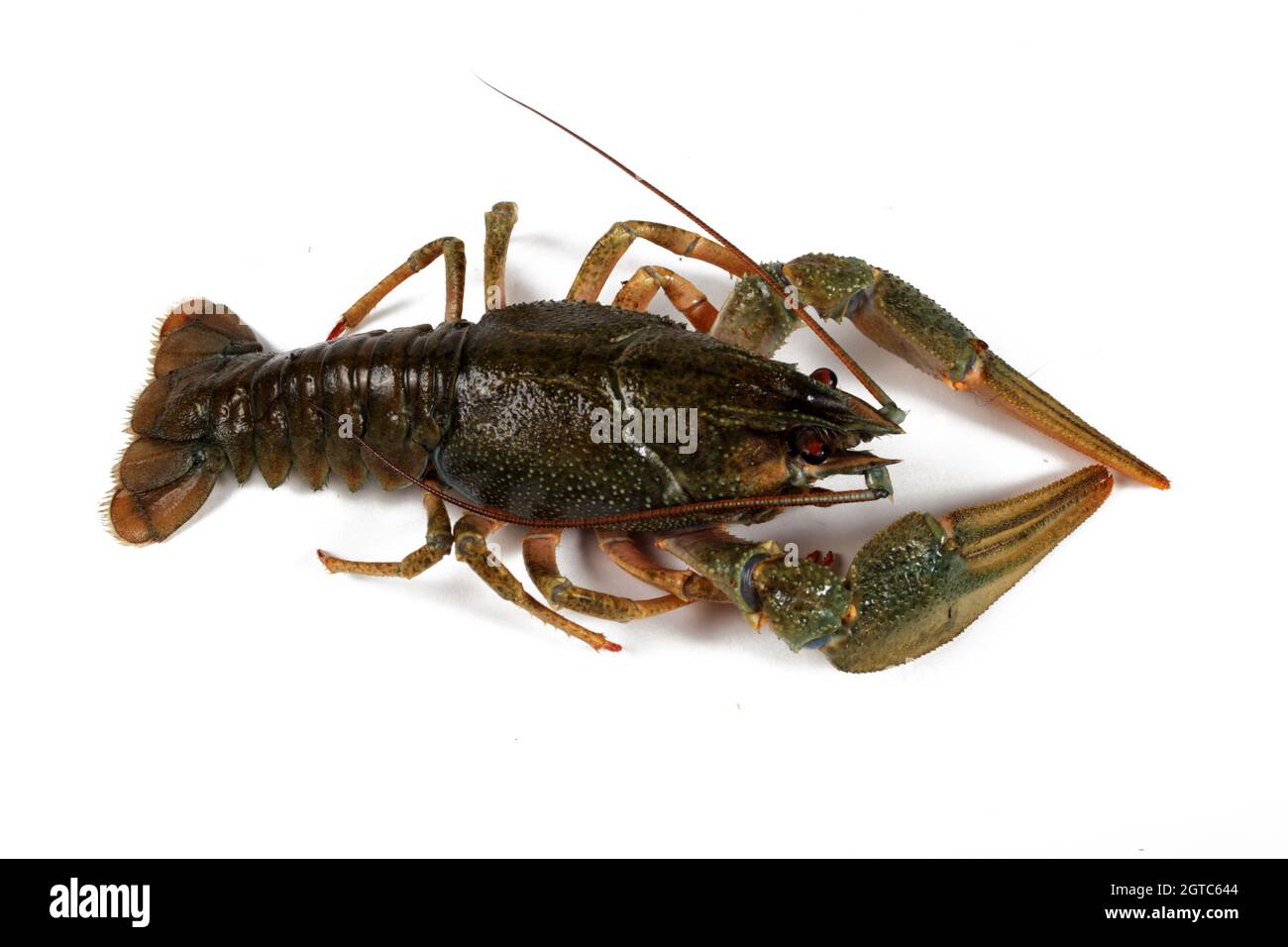 Big crayfish Cut Out Stock Images & Pictures - Alamy