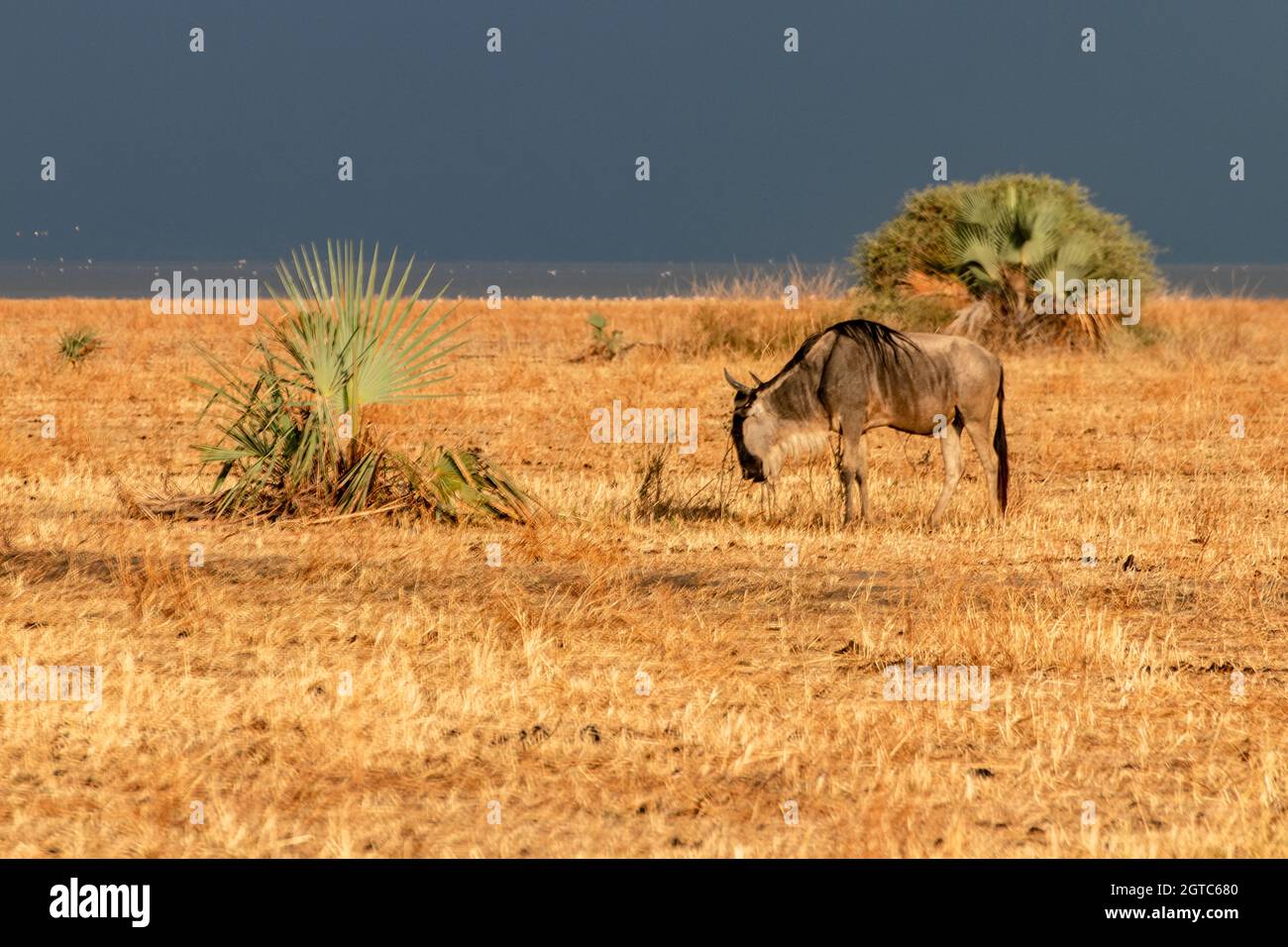 Wild beast hi-res stock photography and images - Alamy