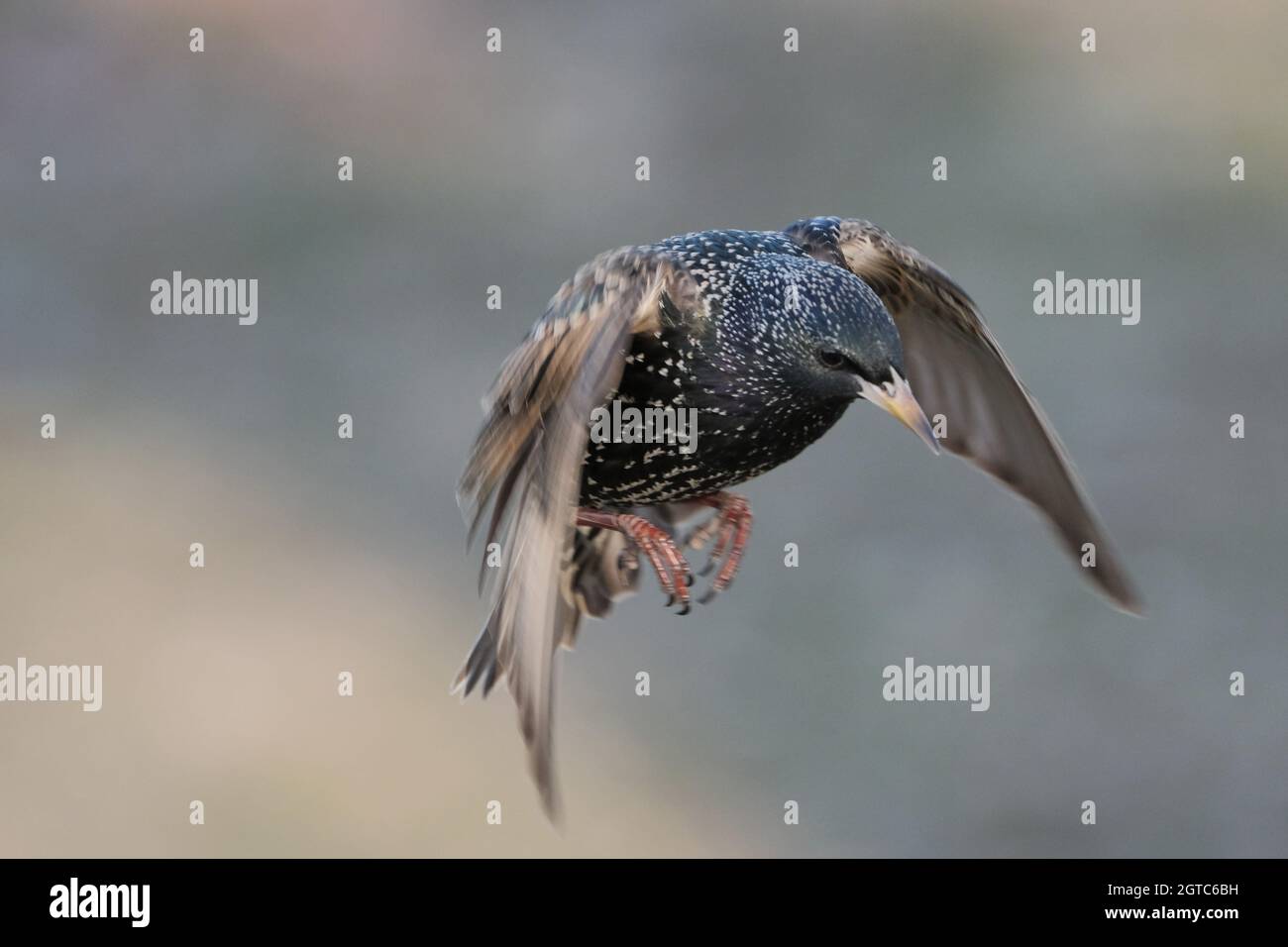 Starling flying america hi-res stock photography and images - Alamy