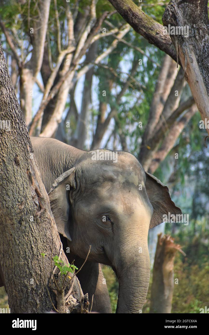 Elephant valley thailand hi-res stock photography and images - Alamy