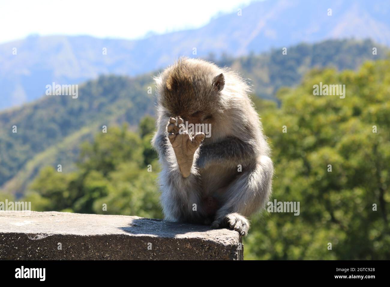 Lombok monkeys hi-res stock photography and images - Alamy