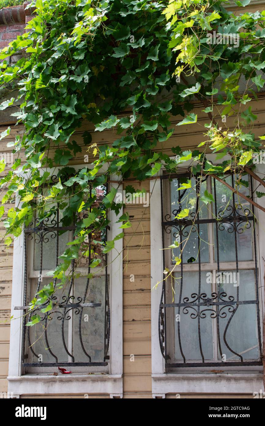 Green foliage of an ivy tree creeping on the wall of an old wooden ...