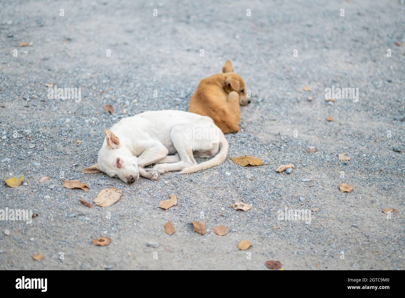 Canine Temple High Resolution Stock Photography and Images - Alamy