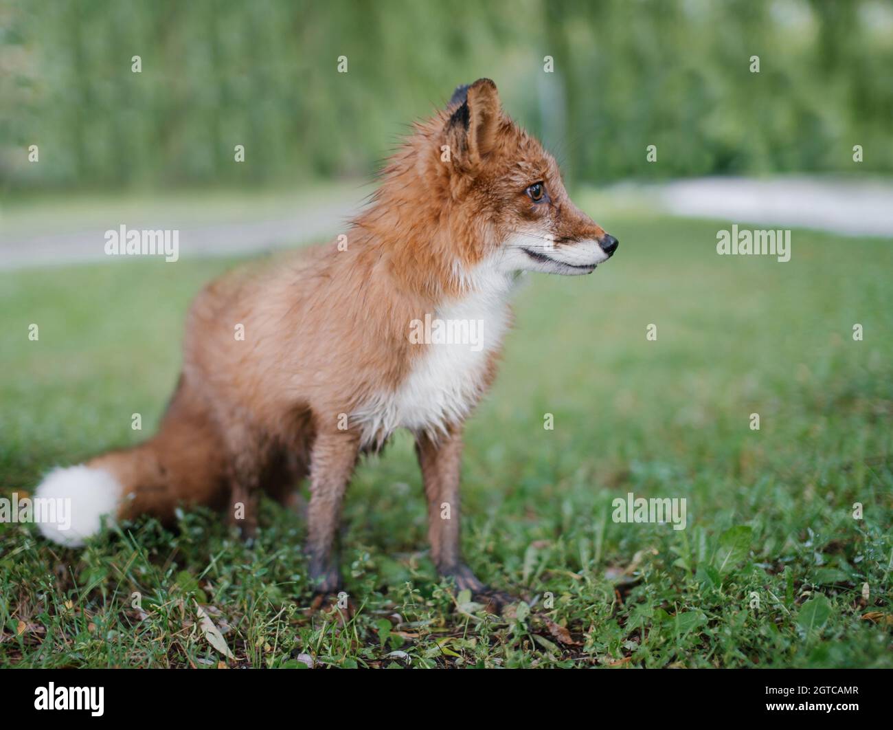 Red fox walking away hi-res stock photography and images - Alamy