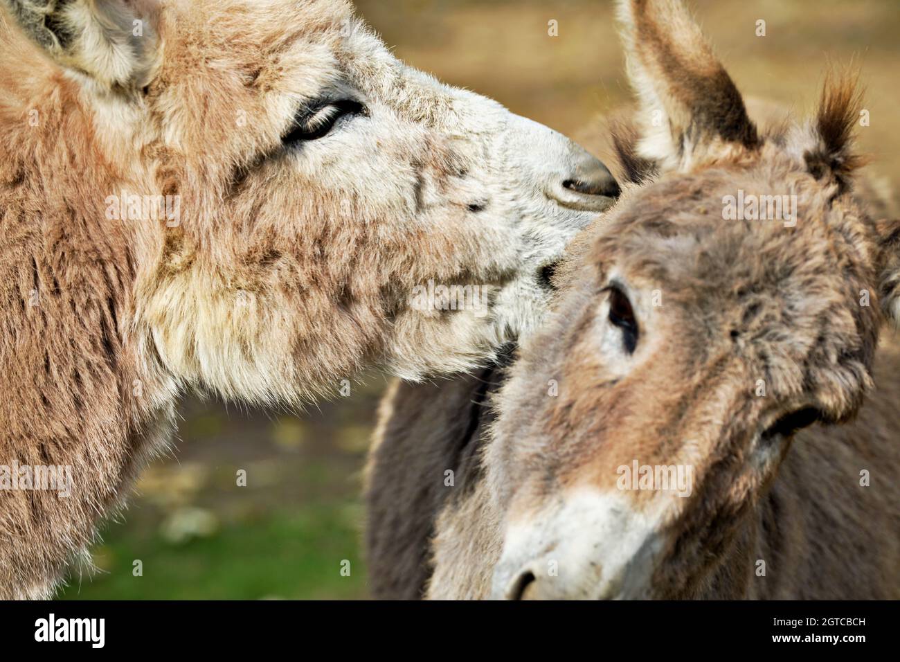 Donkey love hi-res stock photography and images - Alamy